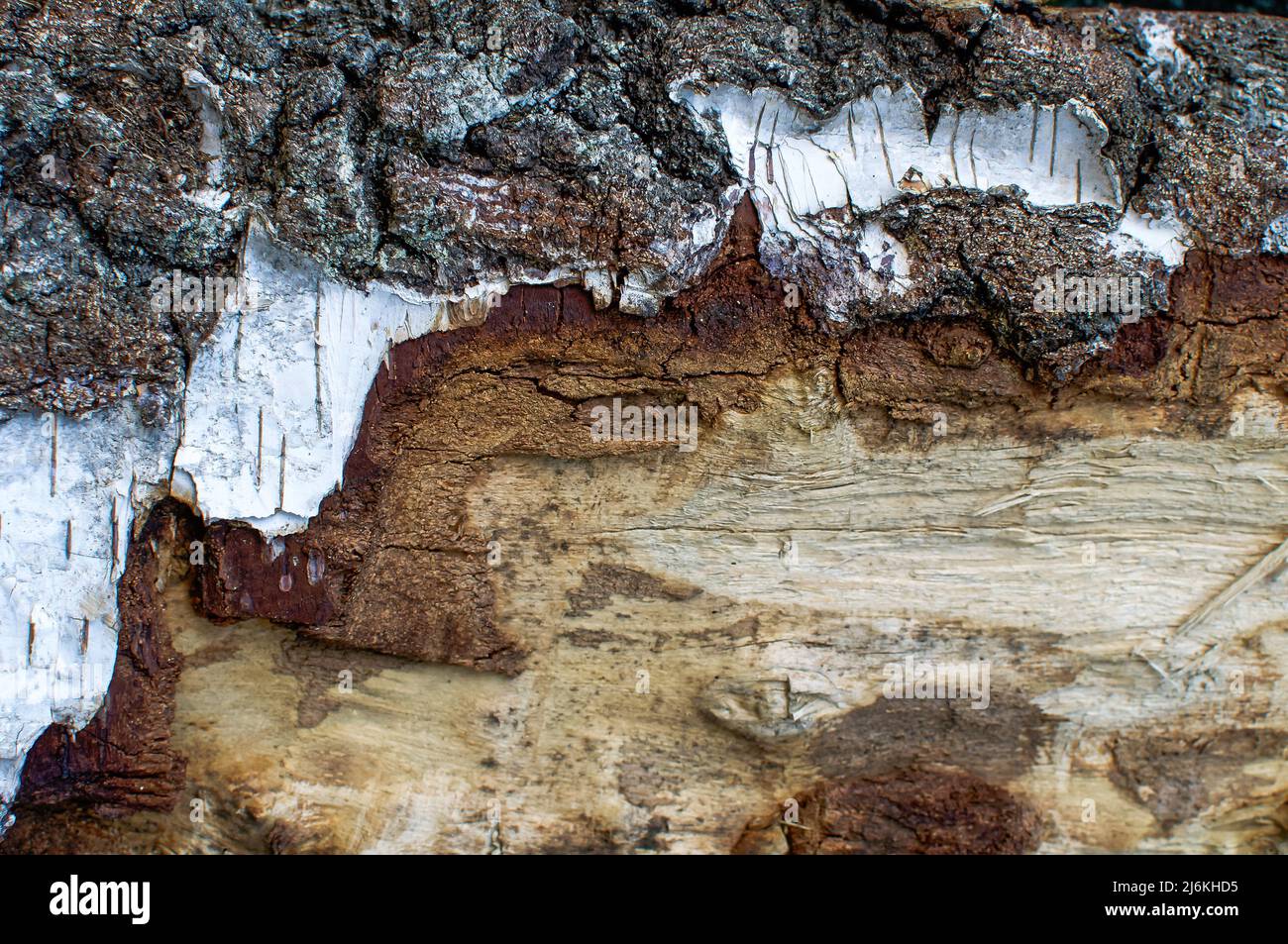 wood texture with white bark, birch board, background wallpaper for ...