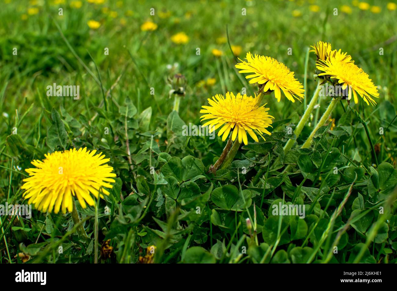 Common dandelion, spring yellow flowers, Taraxacum officinale, at close ...