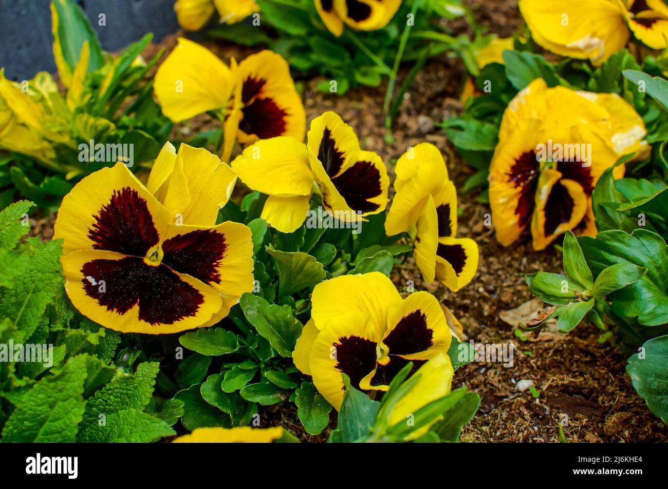Yellow and maroon flower hi-res stock photography and images - Alamy