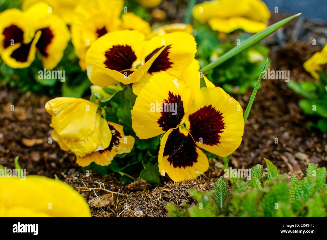yellow pansies with a maroon center, at close range, Viola wittrockiana ...