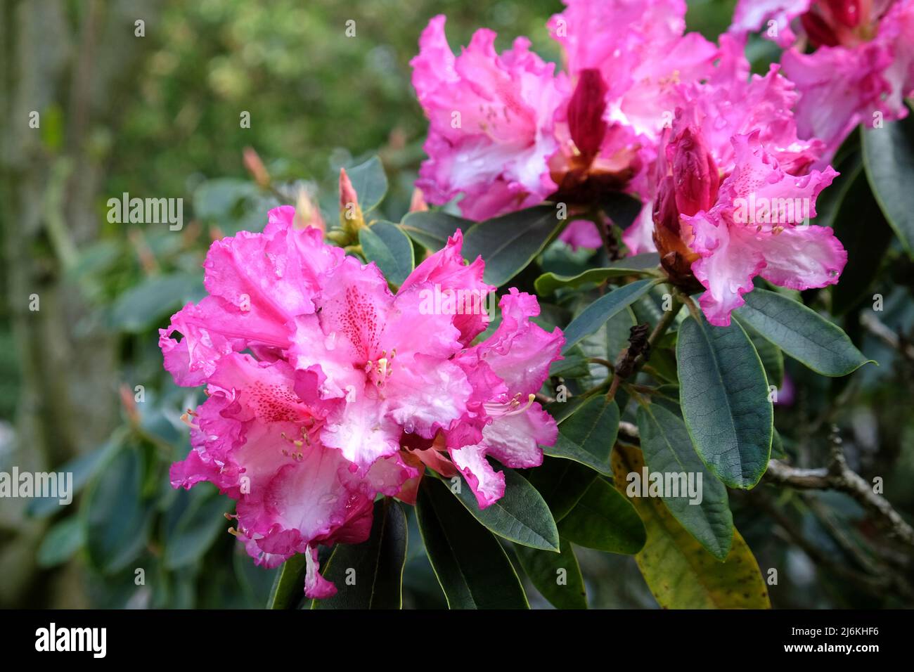 Rhododendron 'Elsie Watson' in flower Stock Photo - Alamy