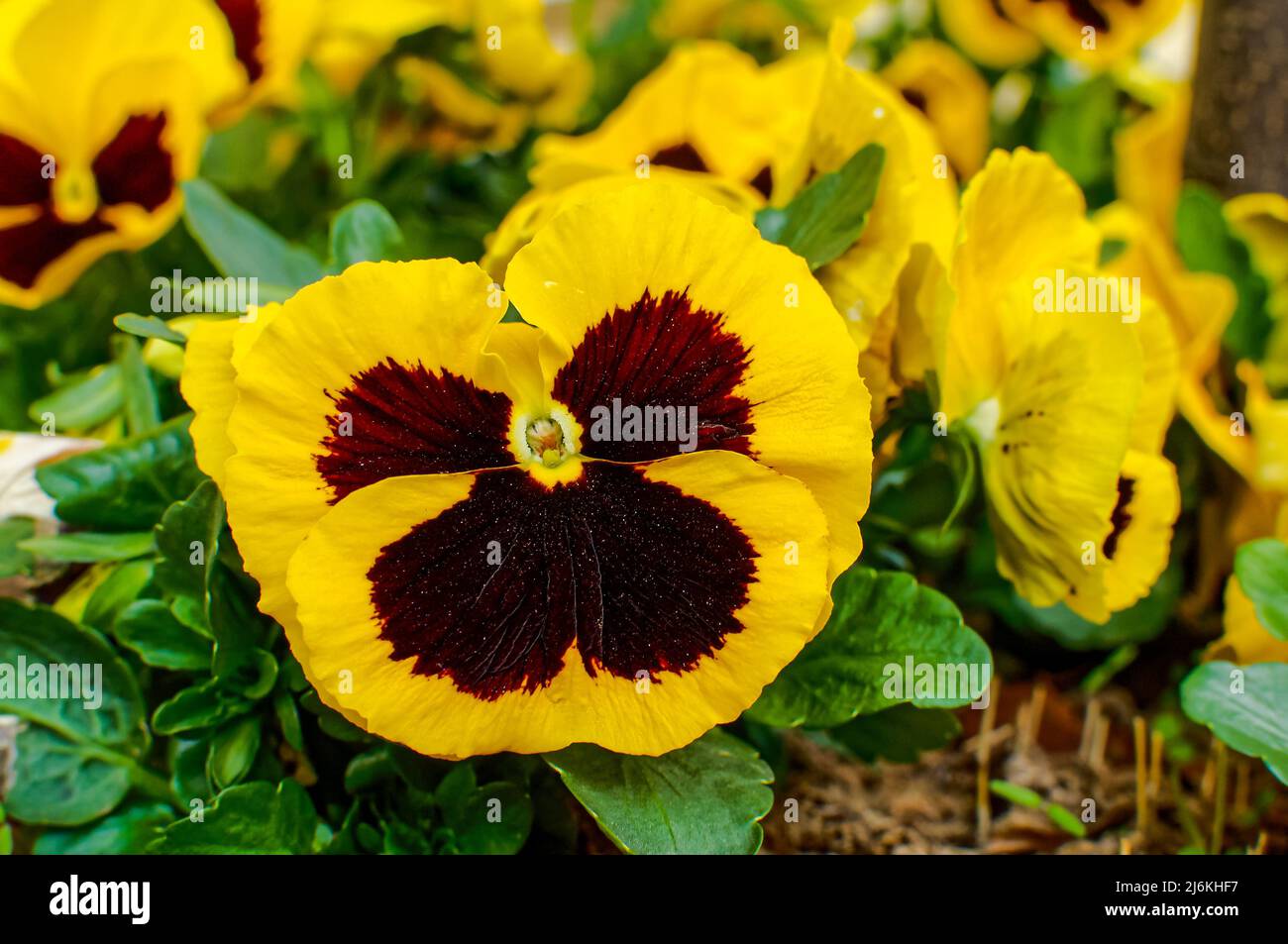 yellow pansies with a maroon center, at close range, Viola wittrockiana ...