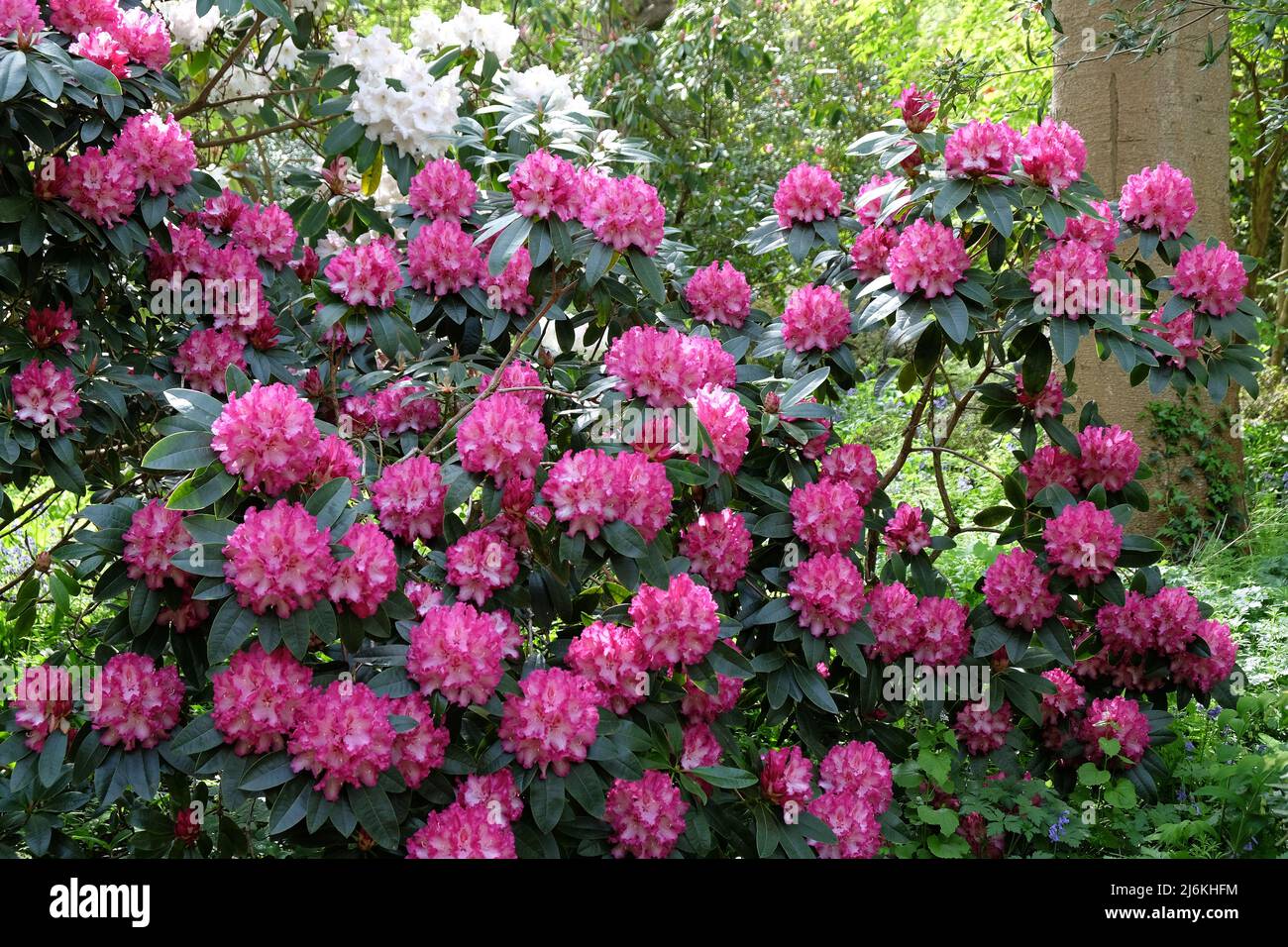 Rhododendron 'Elsie Watson' in flower Stock Photo - Alamy