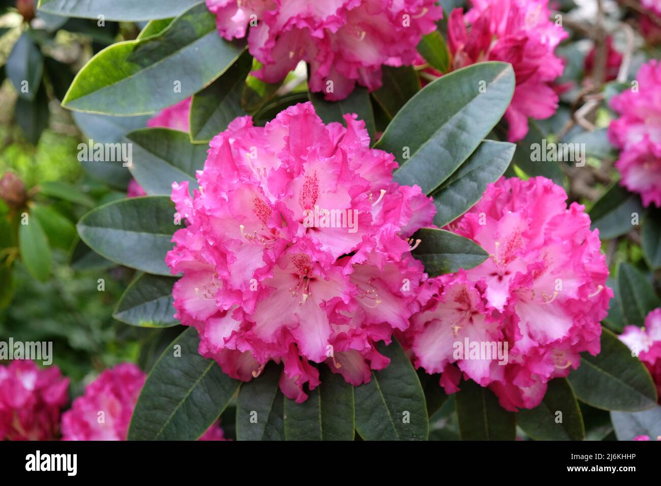 Elsie watson hi-res stock photography and images - Alamy