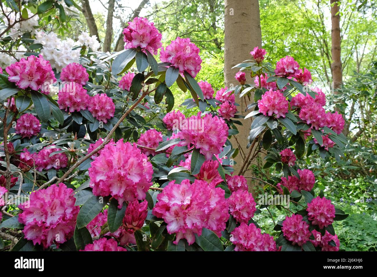 Rhododendron elsie watson hi-res stock photography and images - Alamy