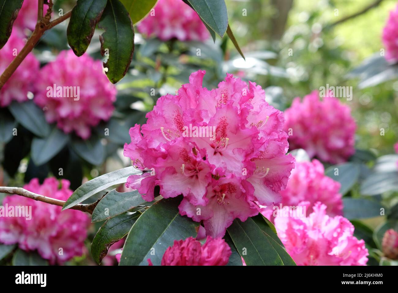 Elsie watson hi-res stock photography and images - Alamy