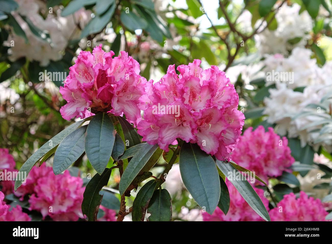 Rhododendron elsie watson hi-res stock photography and images - Alamy