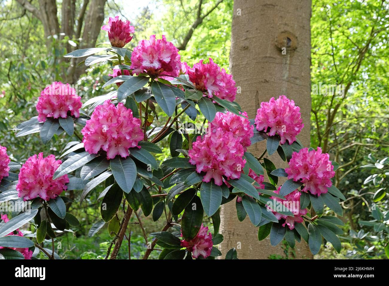 Rhododendron elsie watson hi-res stock photography and images - Alamy