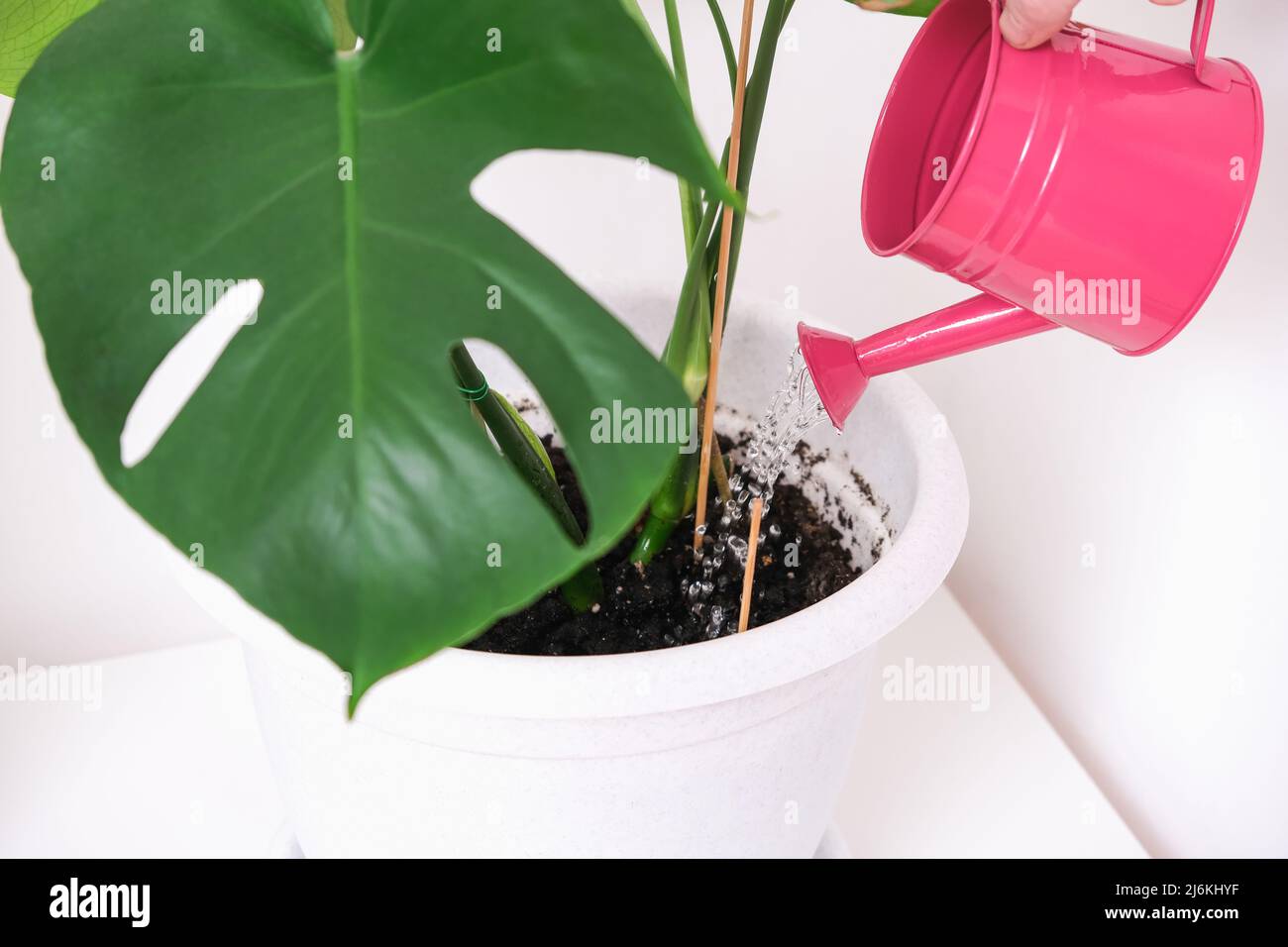 A man waters a monstera plant from a watering can. Care of home plants ...
