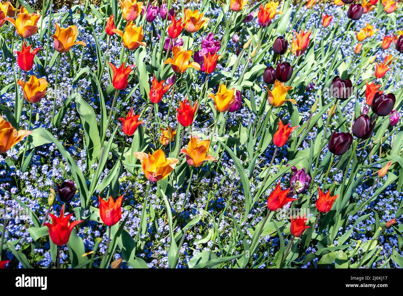 Array of colourful hi-res stock photography and images - Alamy