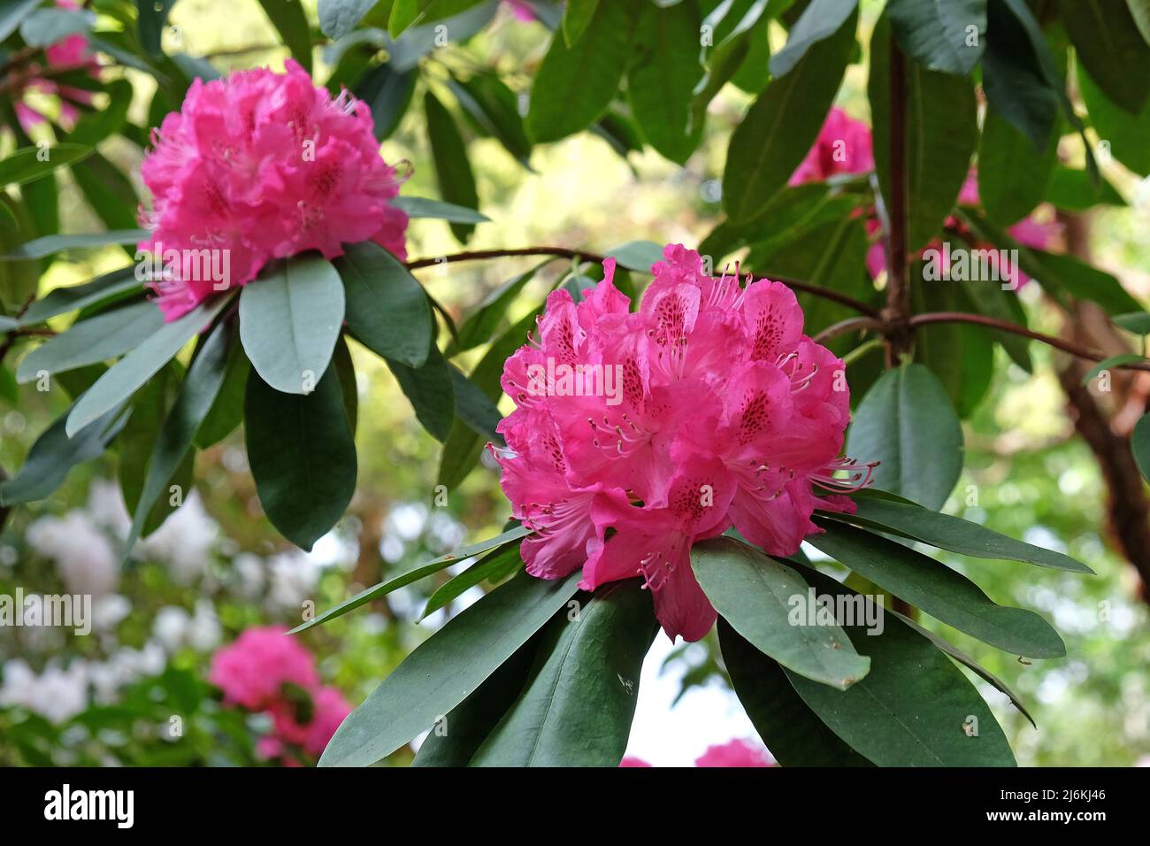 Pink Rhododendron 'Cynthia' in flower Stock Photo - Alamy