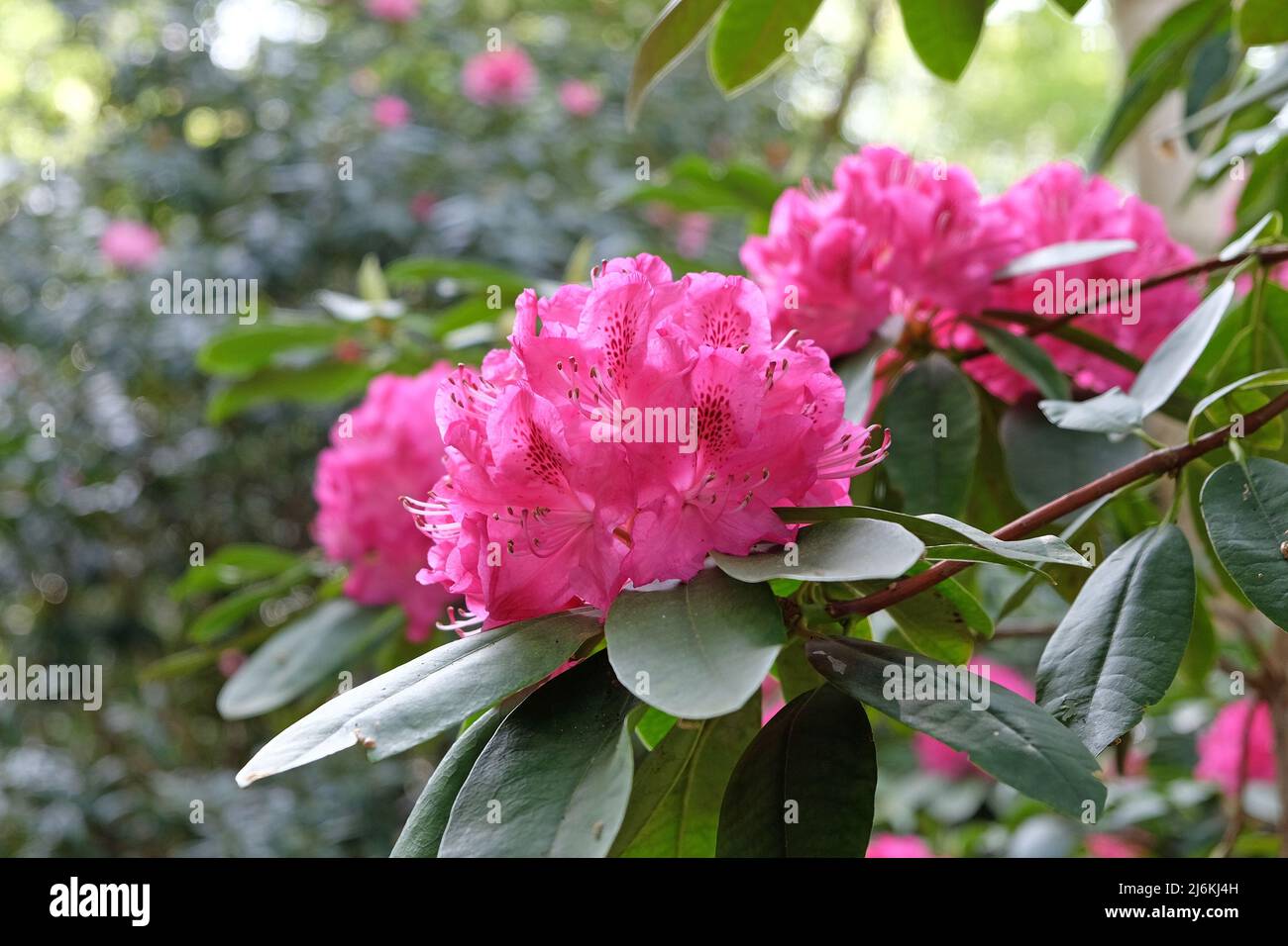 Rhododendron cynthia flowers hi-res stock photography and images - Alamy