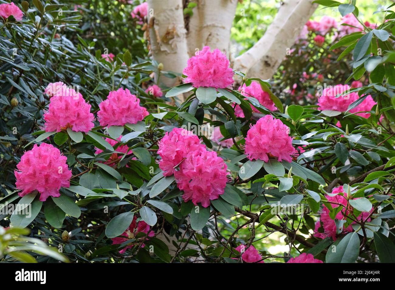 Pink Rhododendron 'Cynthia' in flower Stock Photo - Alamy