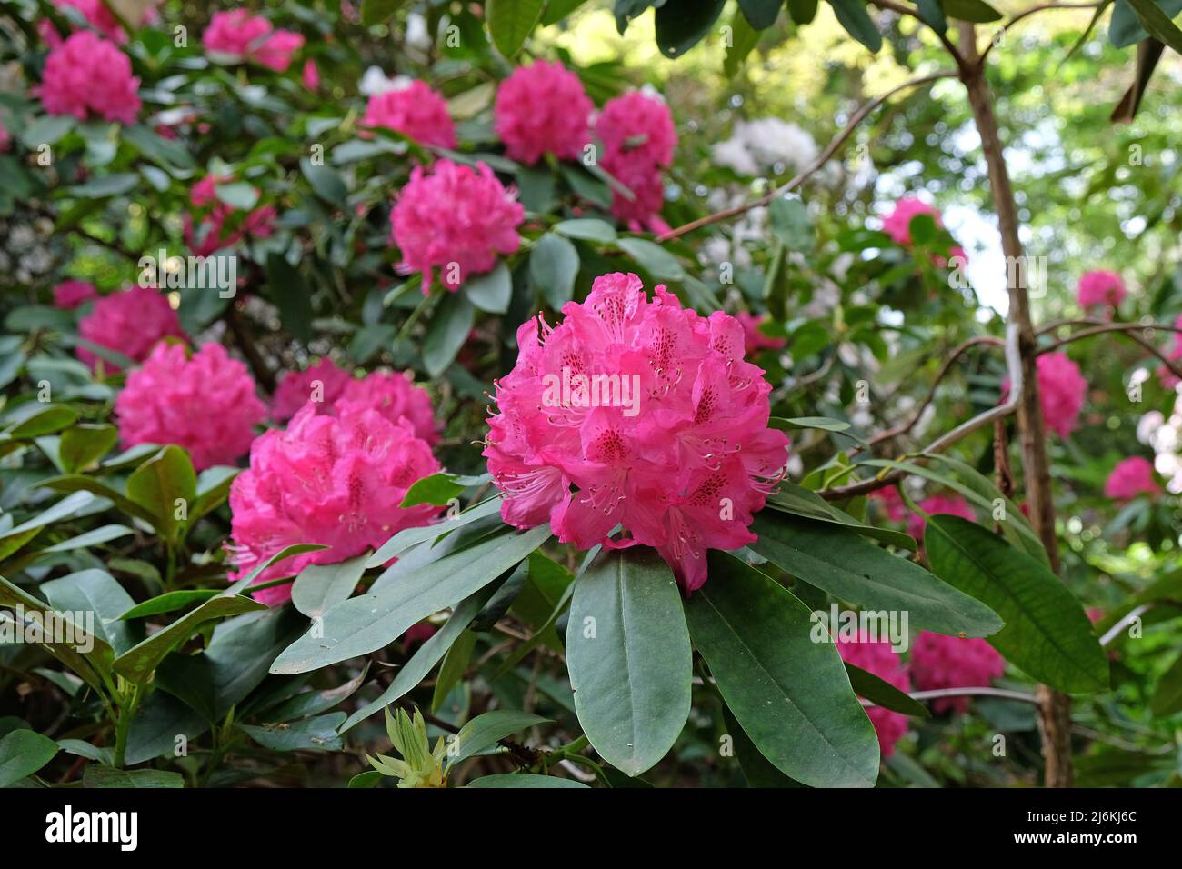 Pink Rhododendron 'Cynthia' in flower Stock Photo - Alamy