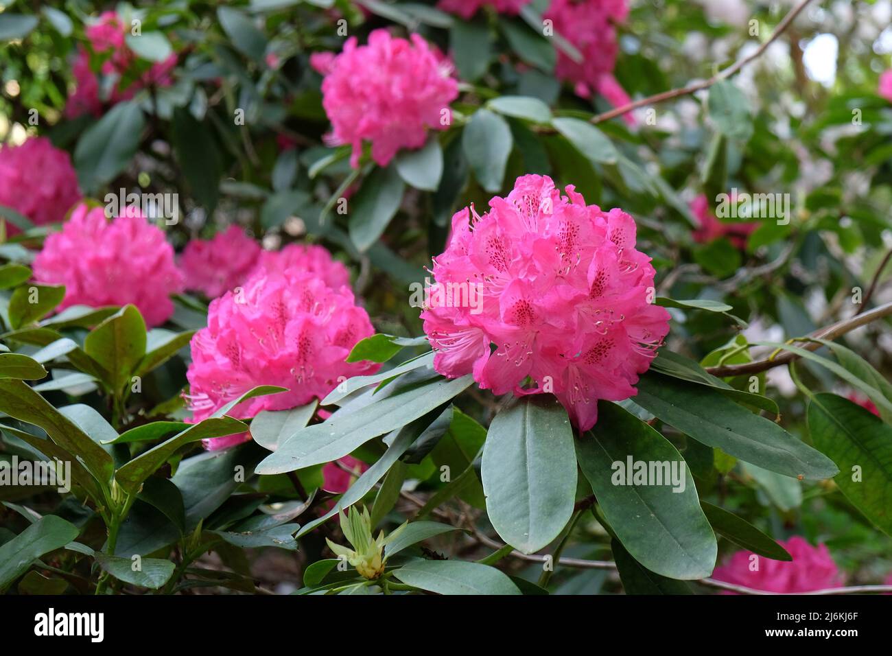 Bright pink rhododendron flowers hi-res stock photography and images ...