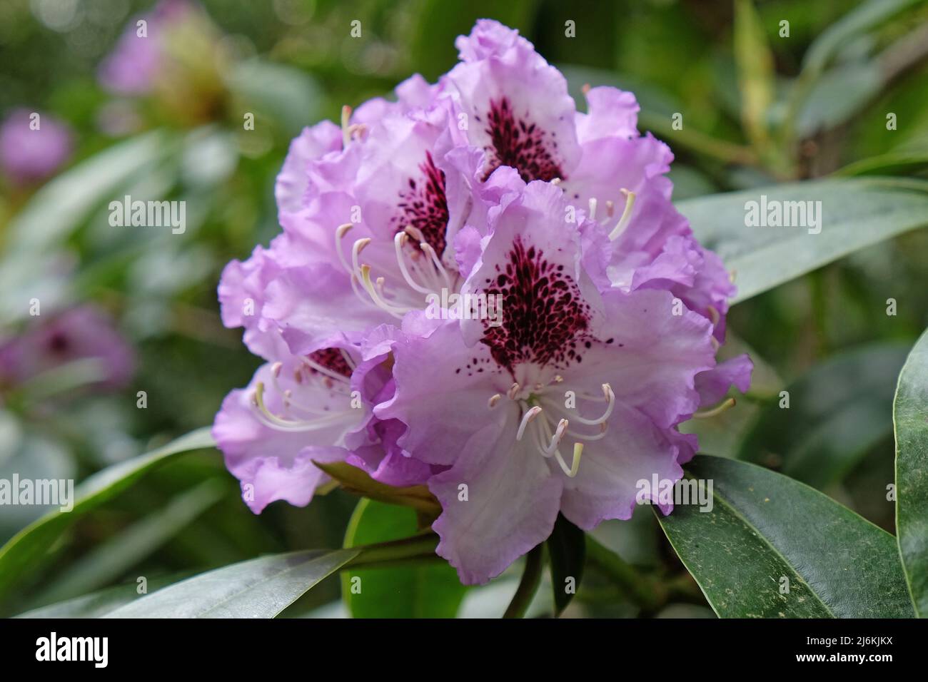Jay flower hi-res stock photography and images - Alamy