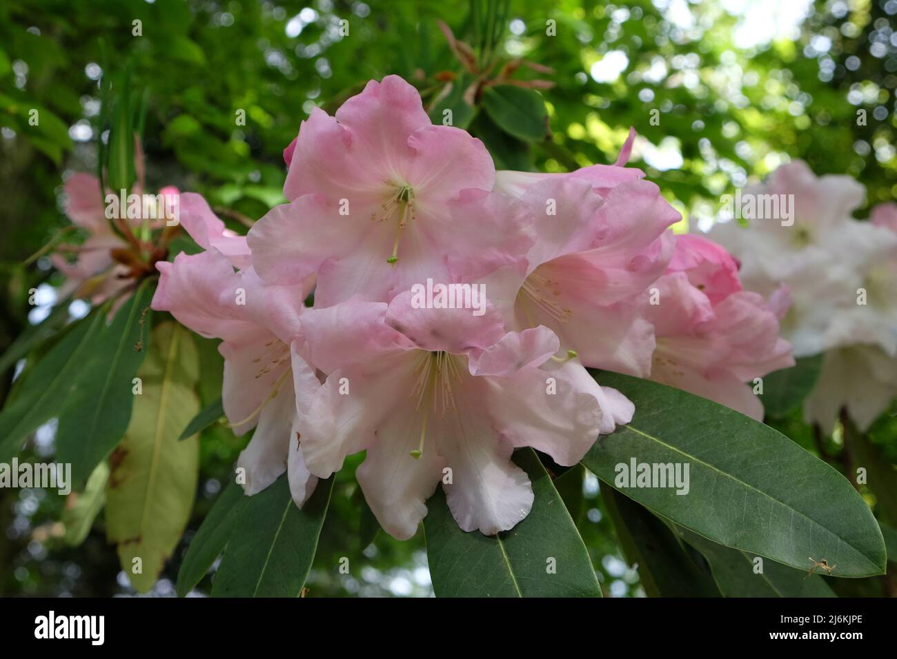 Pale pink Rhododendron 'Loderi Patience' in flower Stock Photo - Alamy