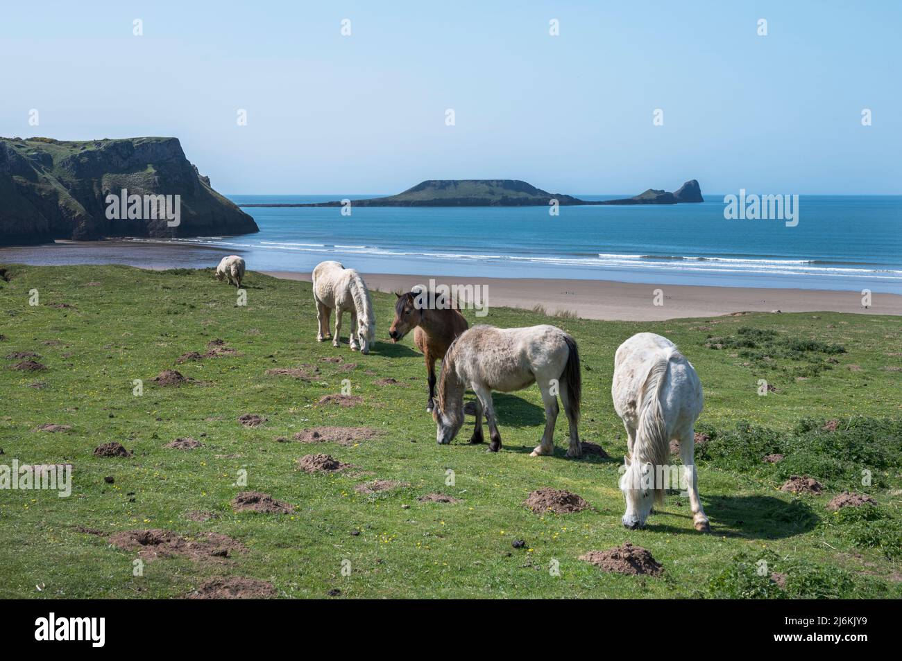 Welsh mountain ponies, grazing above Rhossili beach in the Gower South ...