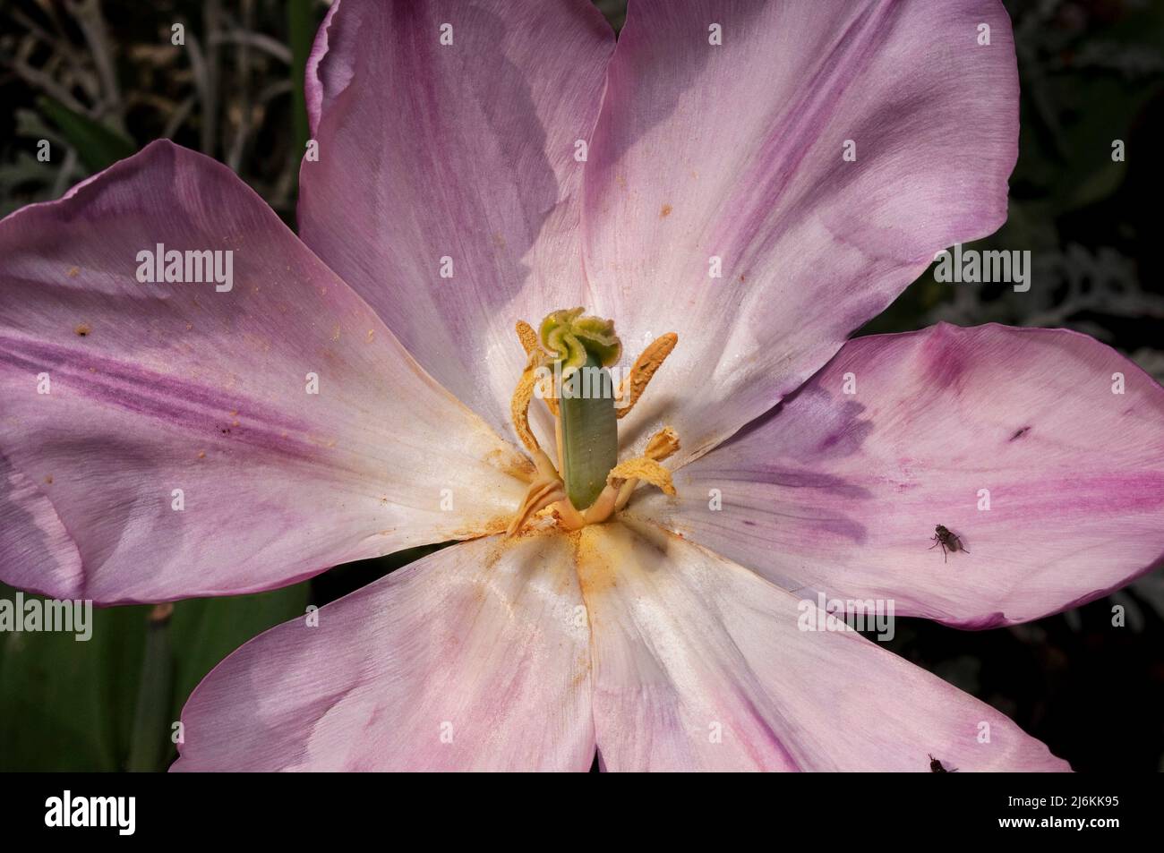 Vert flower hi-res stock photography and images - Alamy