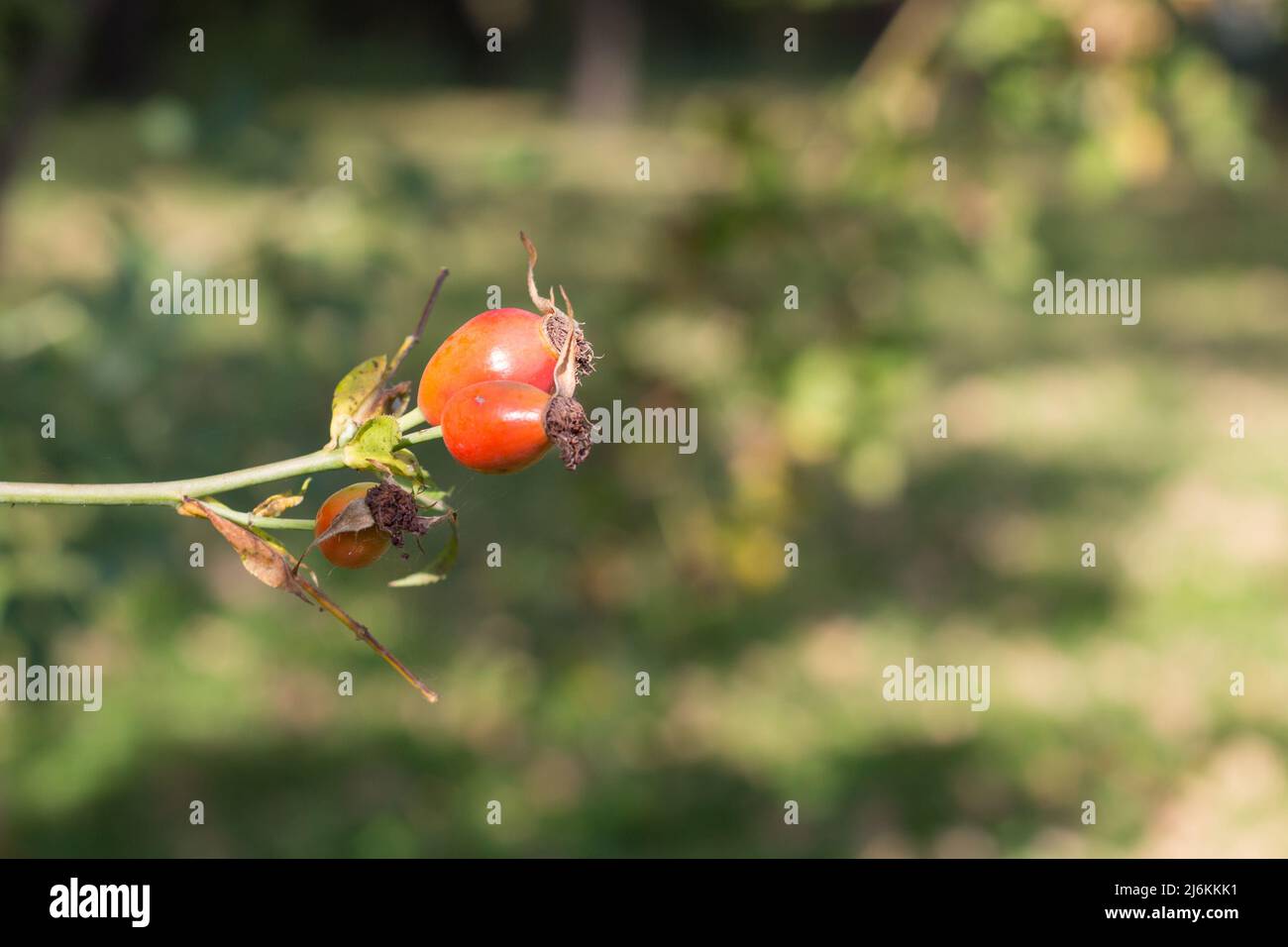 Bush and ripe red rose hips. Sunny autumn day. Outdoor. Time of fruit ...