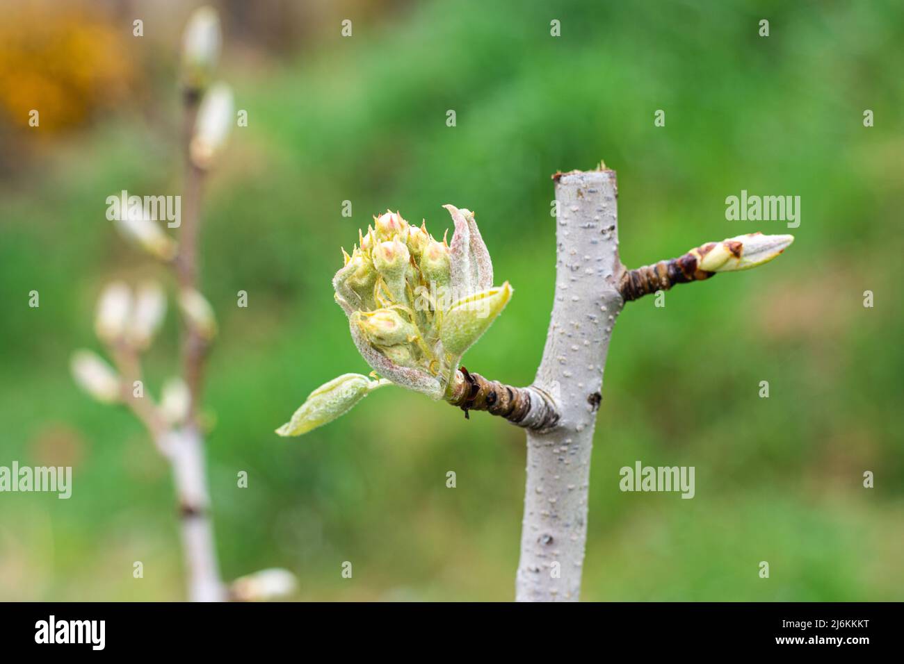 Pear seedling hi-res stock photography and images - Alamy