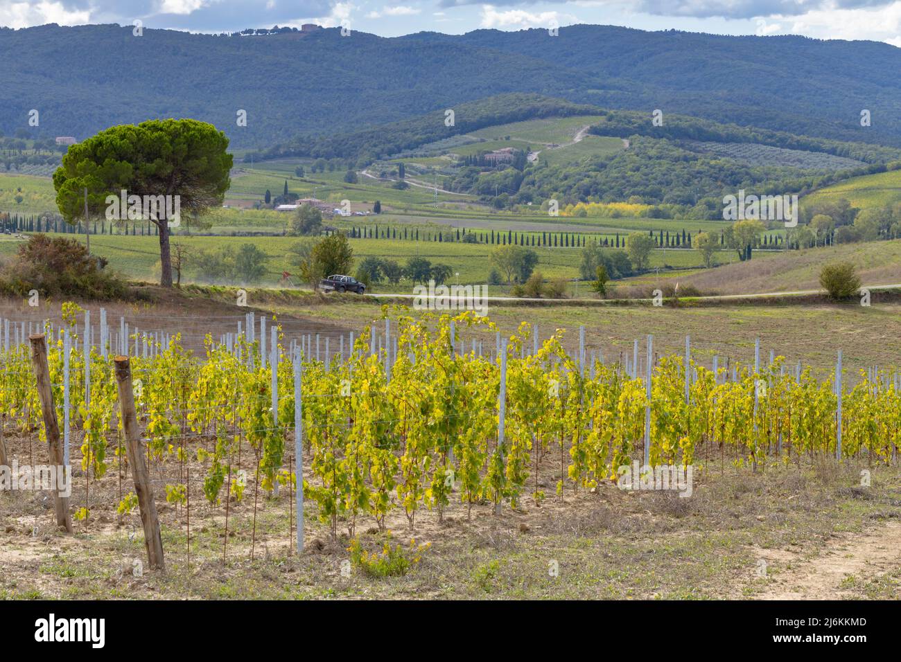 Typical Tuscan landscape with vineyard near Montalcino, Tuscany, Italy ...