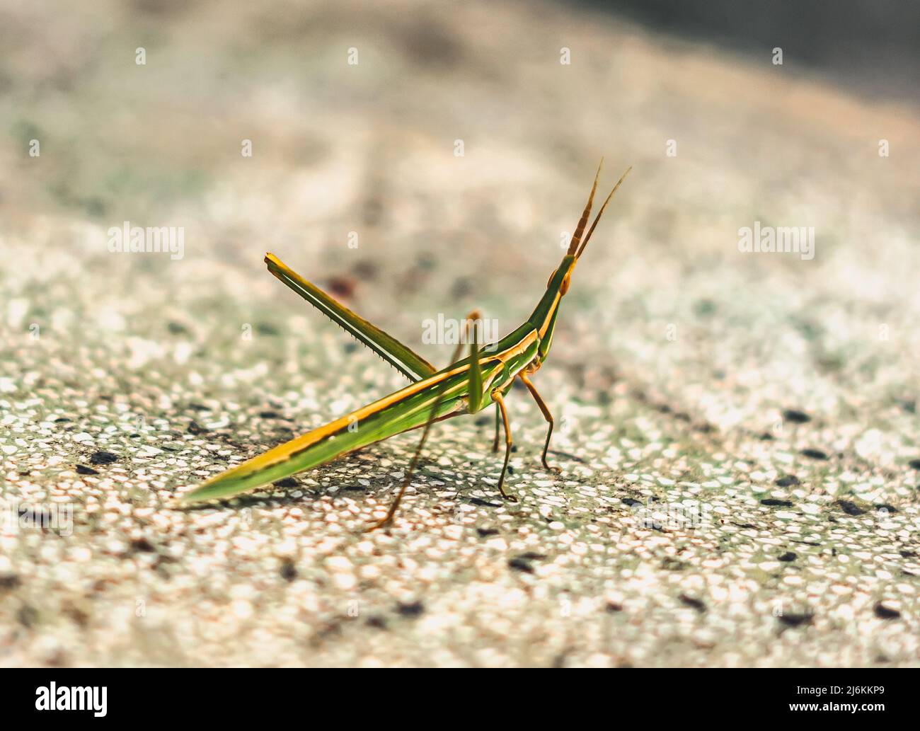 BANNER Nature beauty real photo MACRO close Cone-headed eastern long ...