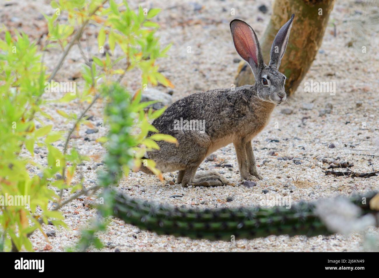 Mexico; Baja California Sur; El Sargento; Rancho Sur, Black-tailed ...