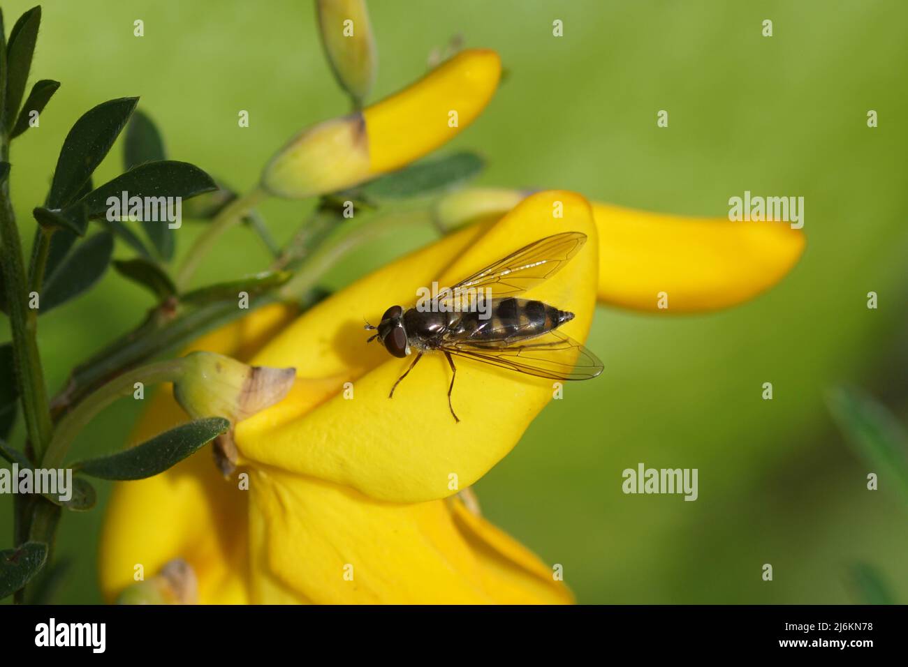 Female hoverfly Meliscaeva auricollis, family hoverflies (Syrphidae) on ...