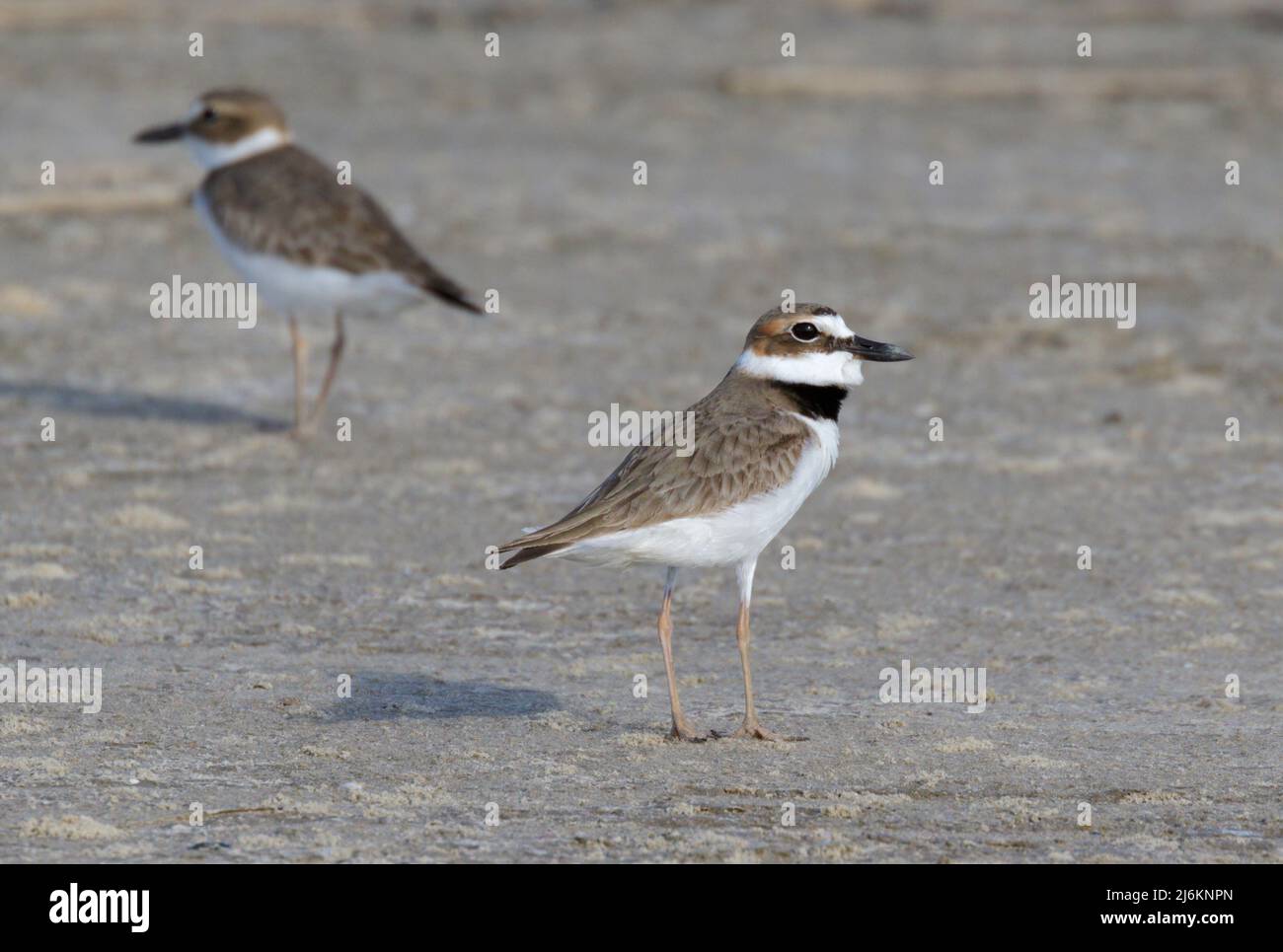 A pair of Wilson's plovers (Anarhynchus wilsonia) at the beach ...