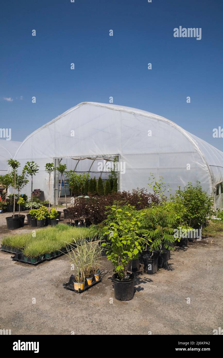 Plant production inside a commercial greenhouse Stock Photo - Alamy