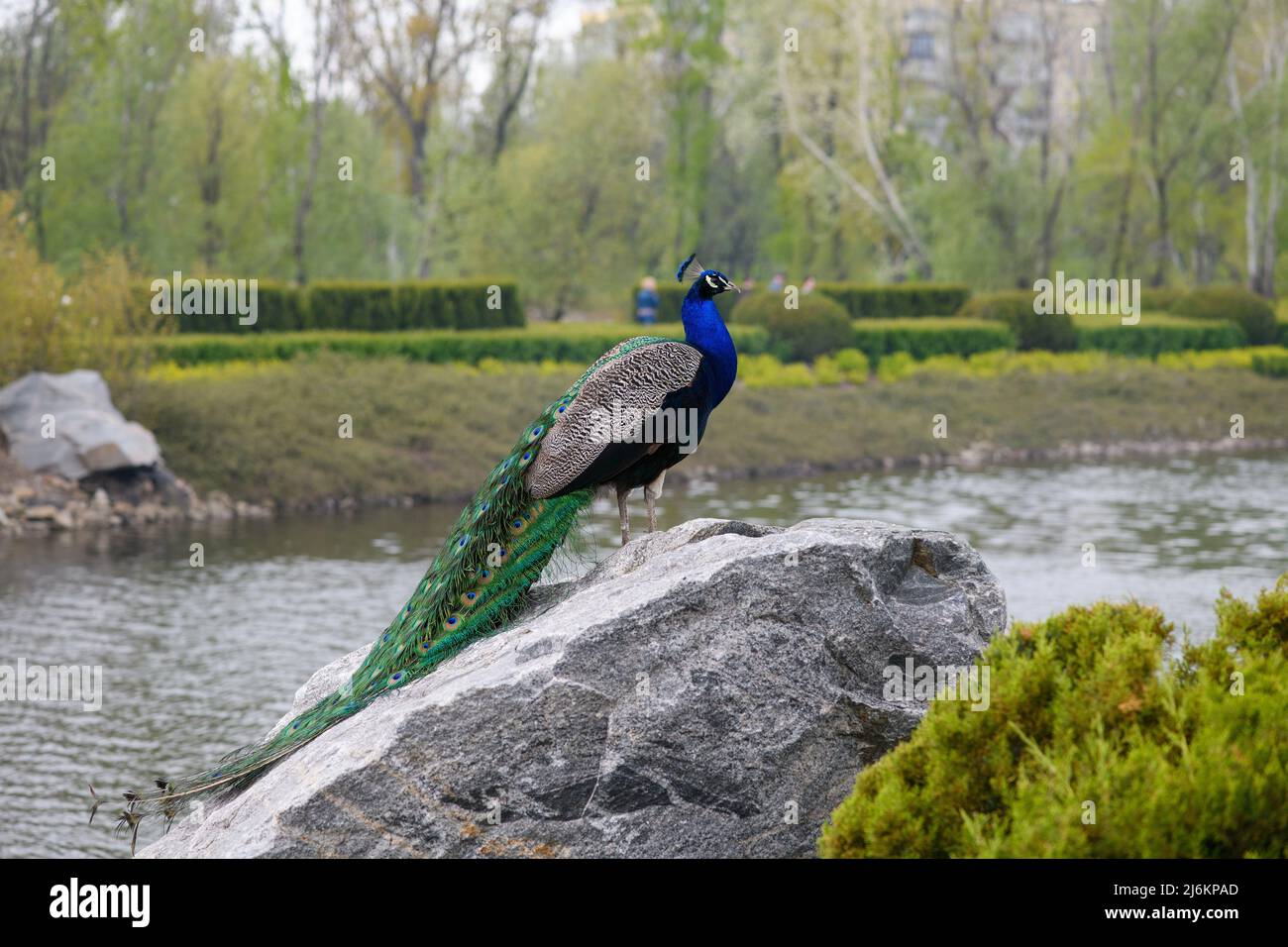 Blue stone peacock feather hi-res stock photography and images - Alamy