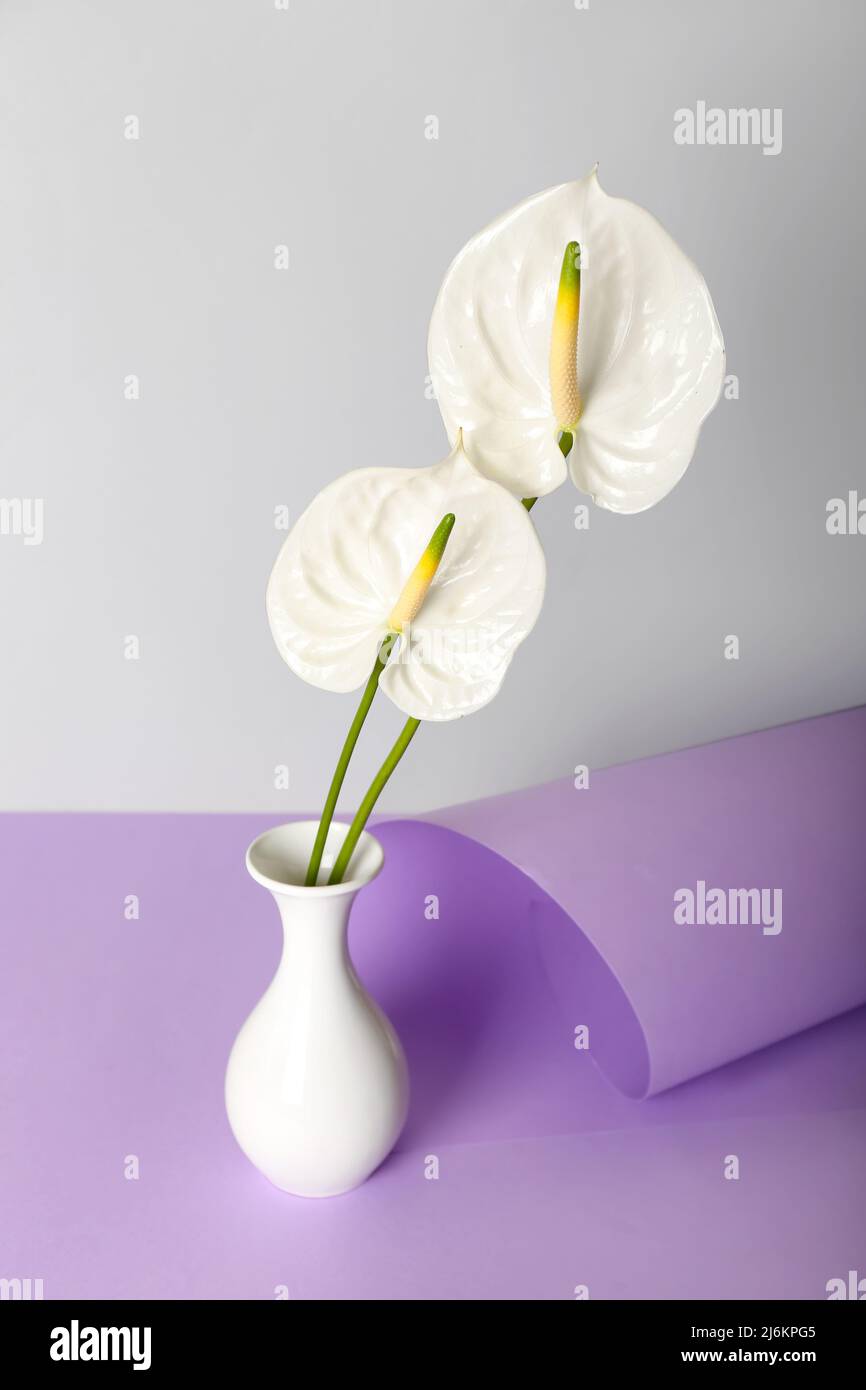 Anthurium vase hi-res stock photography and images - Alamy
