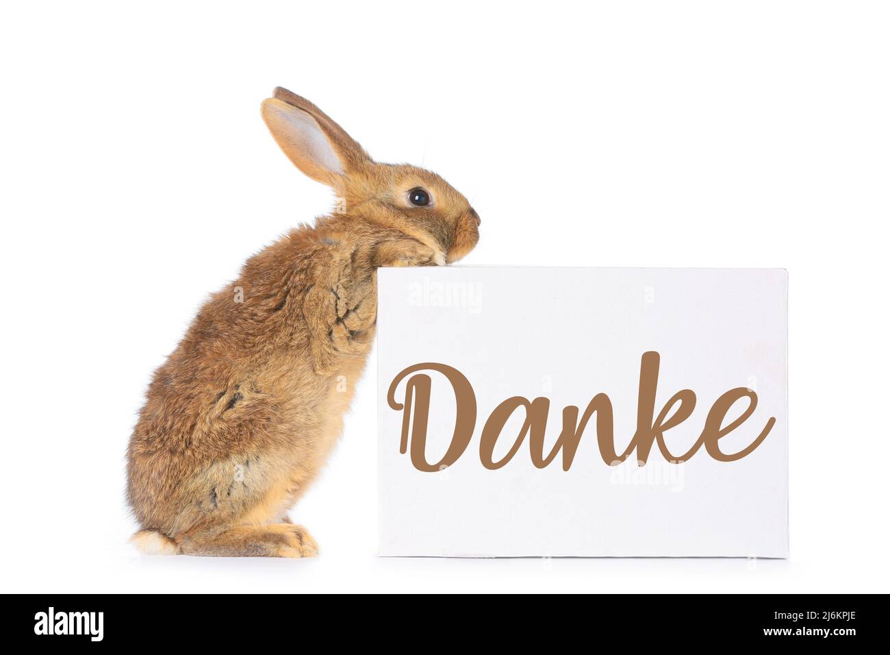 Cute rabbit and paper with word DANKE (German for Thanks) on white ...