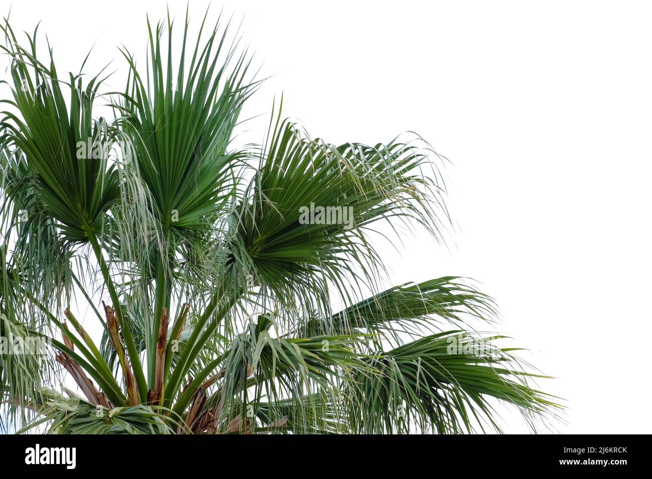 Big green tropical palm outdoors Stock Photo - Alamy