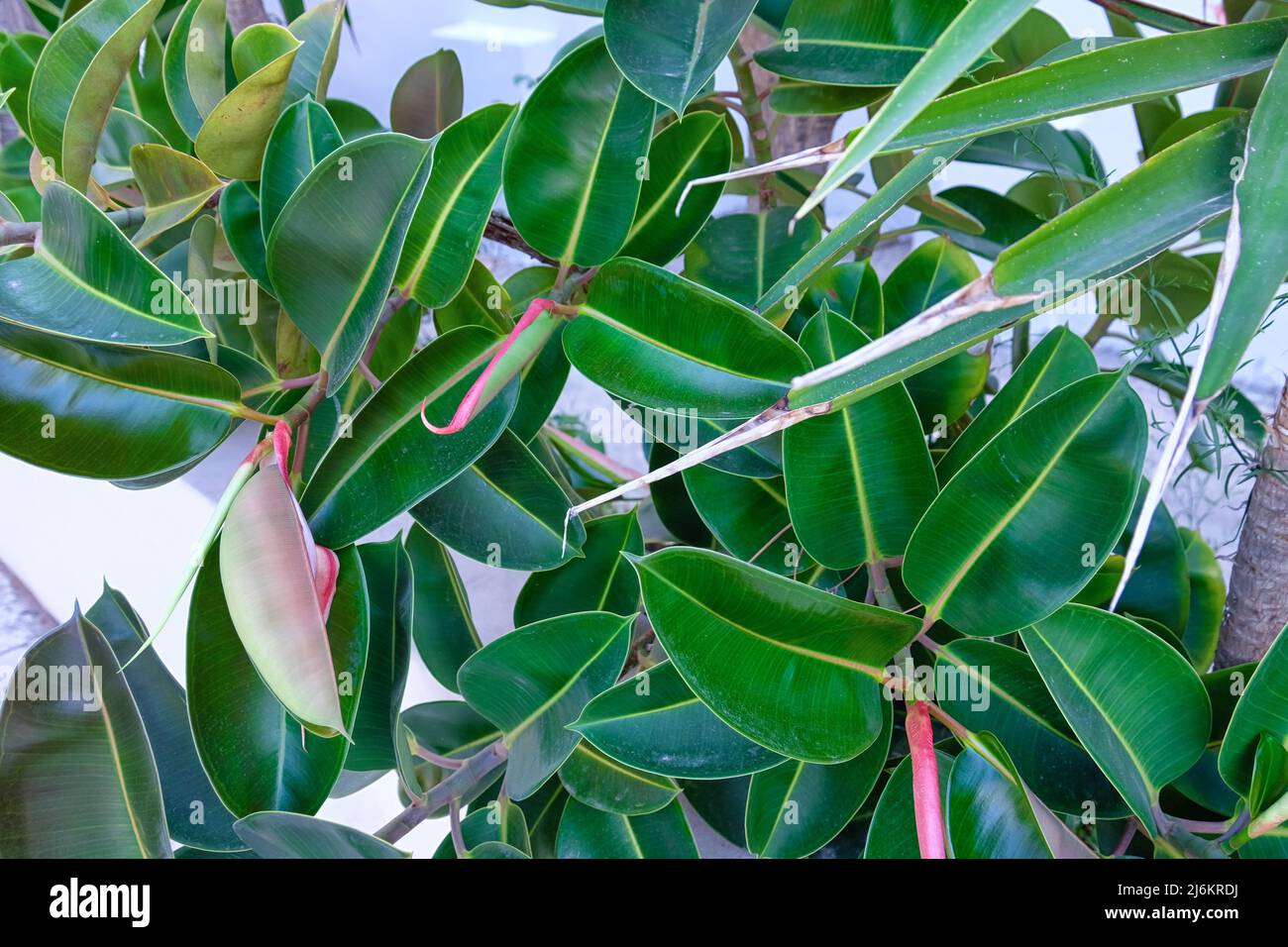 Green ficus plant growing outdoors Stock Photo - Alamy