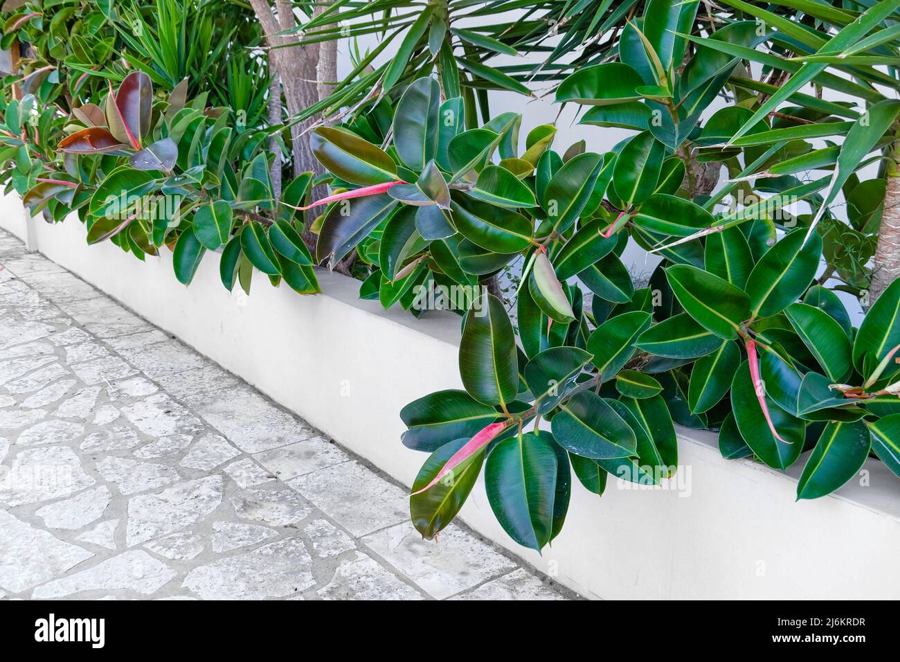 Tree growing fence city hi-res stock photography and images - Alamy