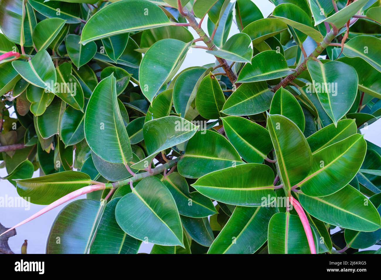 Green ficus plant growing outdoors Stock Photo - Alamy
