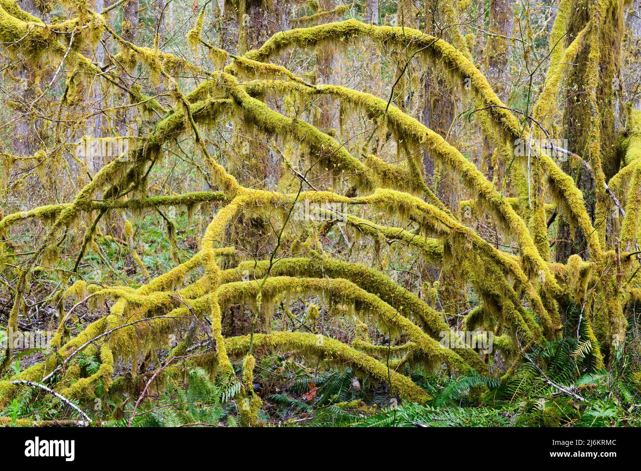 Cascade moutnains hi-res stock photography and images - Alamy
