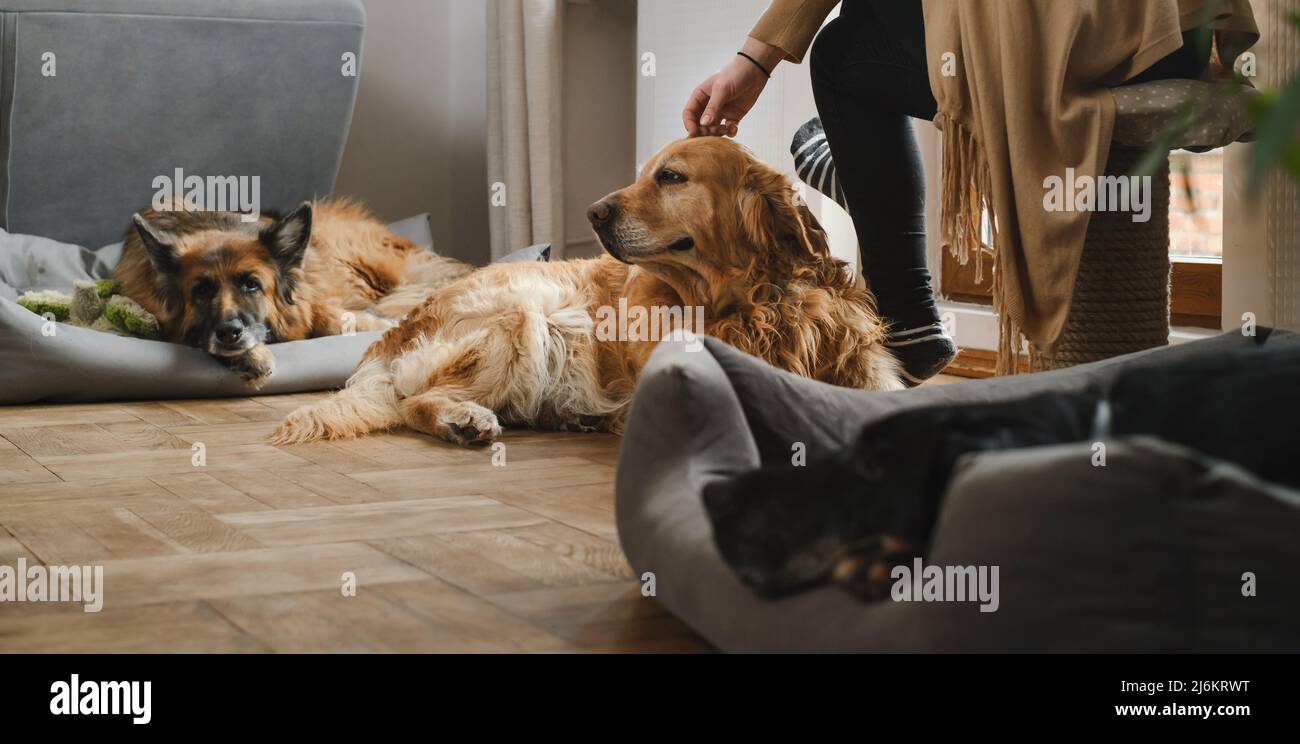 Ginger Woman with three dogs cuddling on the floor Pets friends at home ...