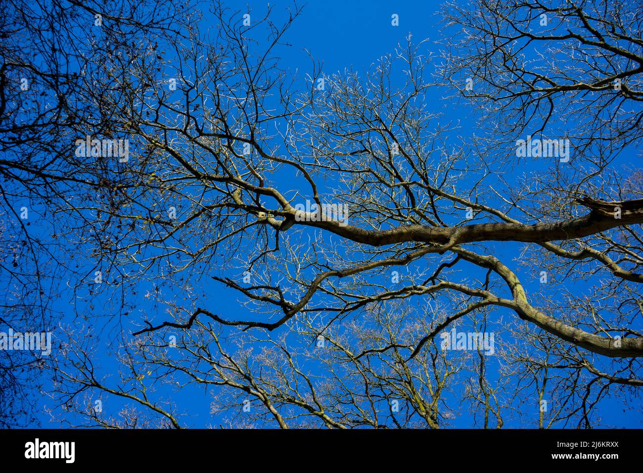 Leafless Tree Branch against the blue of the sky Stock Photo - Alamy