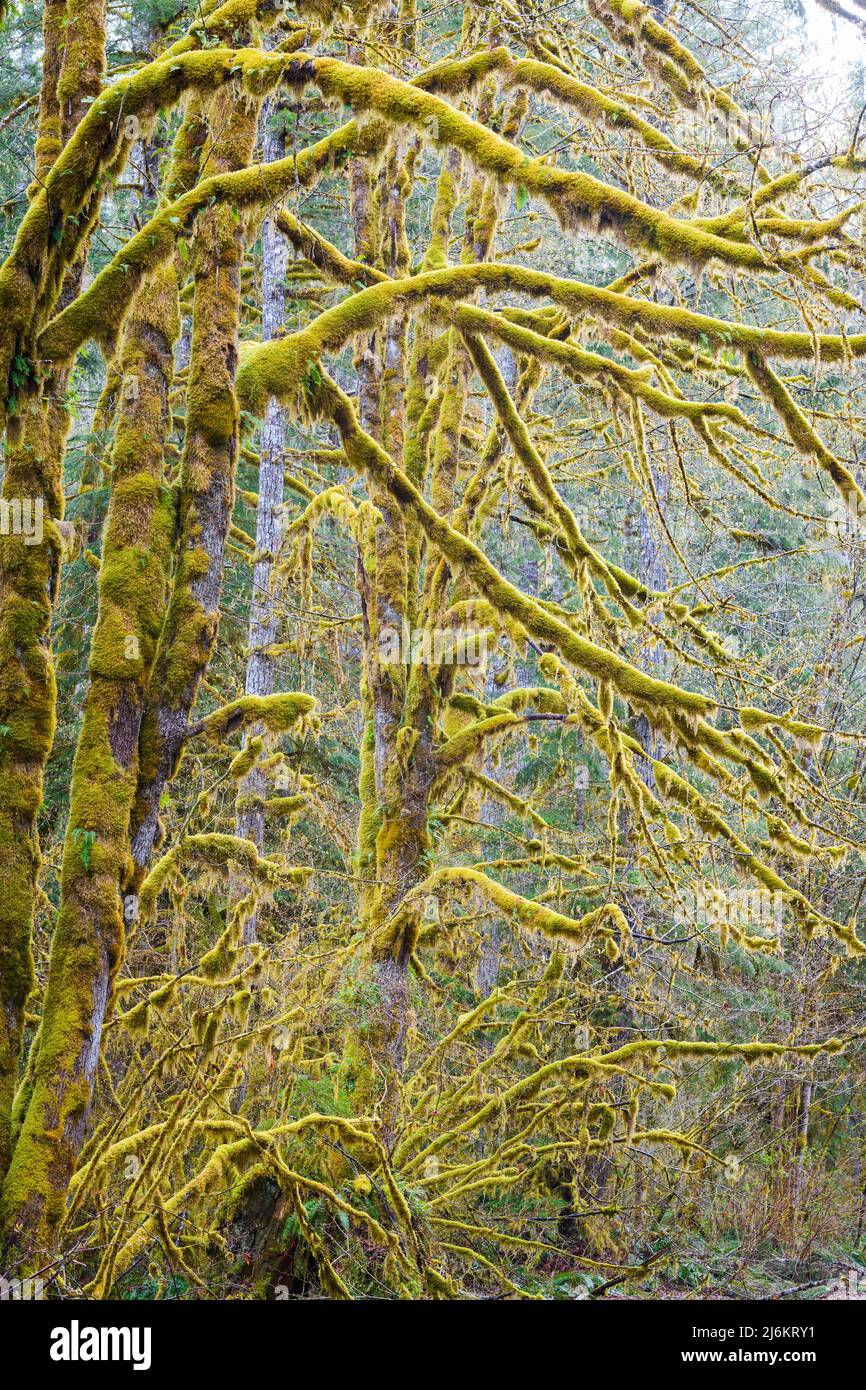 Moss encased trees on the damp west slopes of the Cascade Mountains in ...