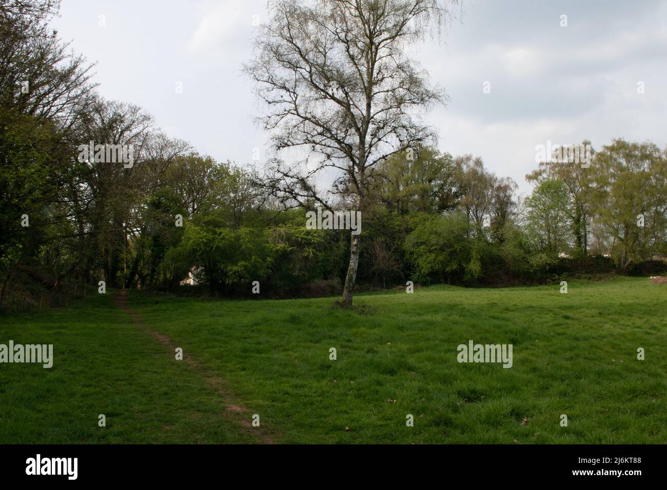 Silver Birch, Bury Hill Fort, Winterbourne, South Gloucestershire ...