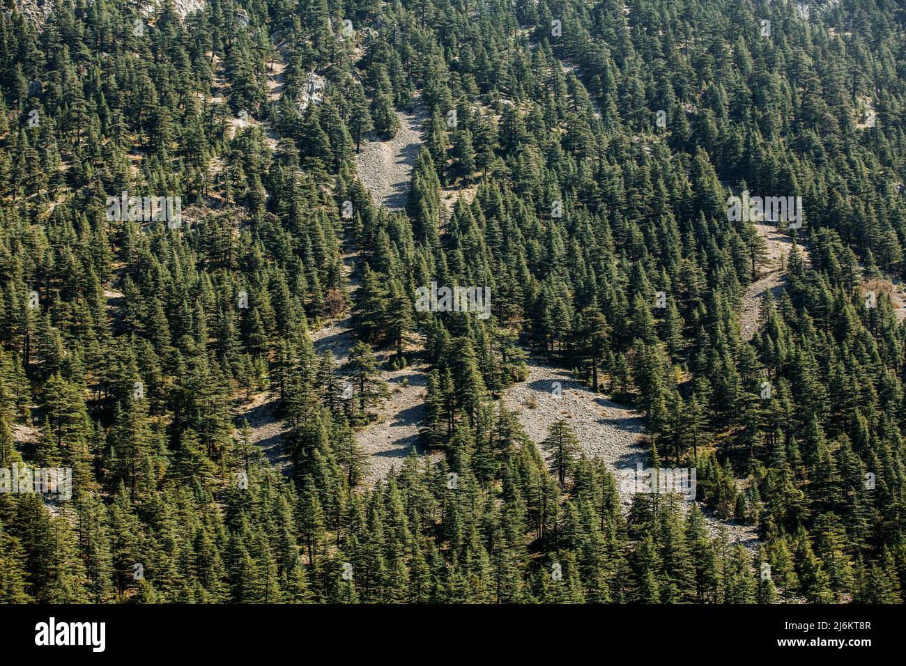 Close-up shot of cedar forest in Antalya - Turkey Stock Photo - Alamy
