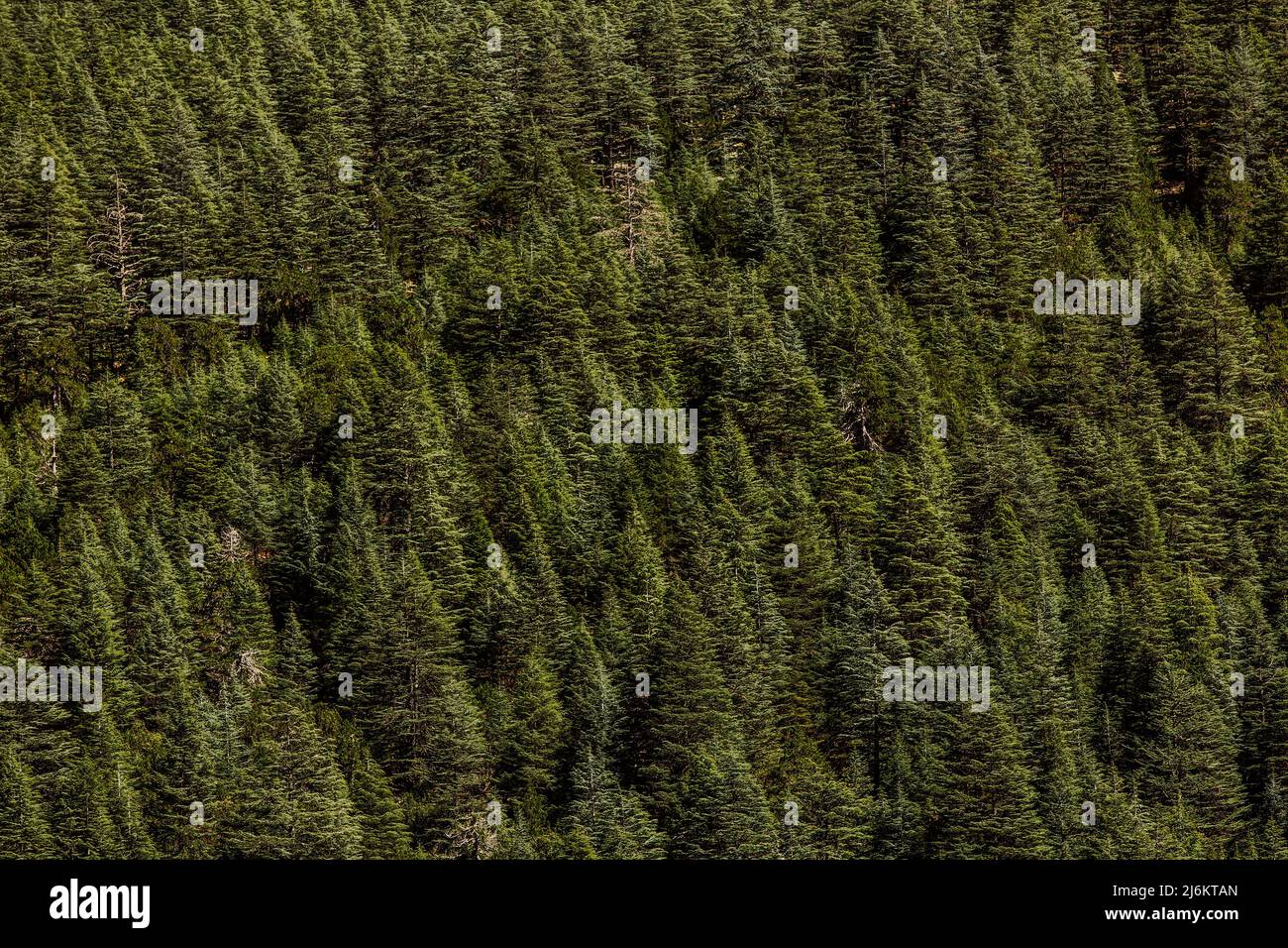 Close-up shot of cedar forest in Antalya - Turkey Stock Photo - Alamy