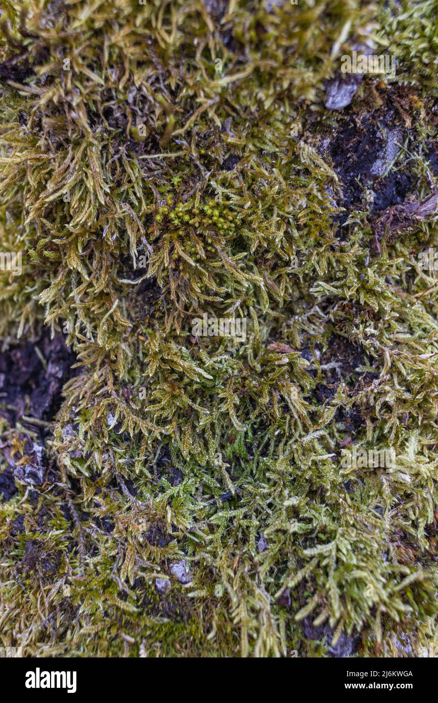 Tree branch overgrown with moss. Close up moss texture Stock Photo - Alamy