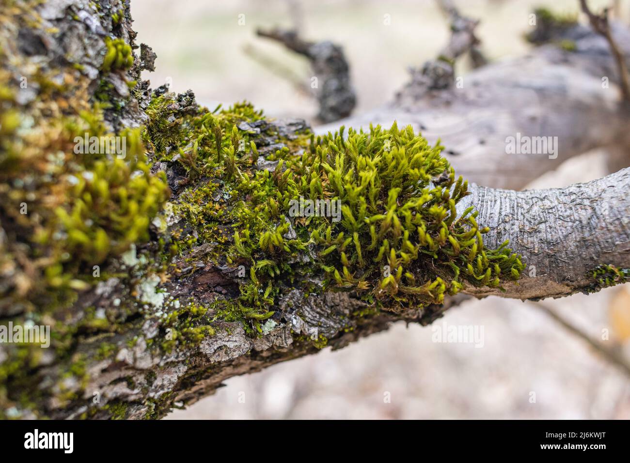 Tree branch overgrown with moss. Close up moss texture Stock Photo - Alamy