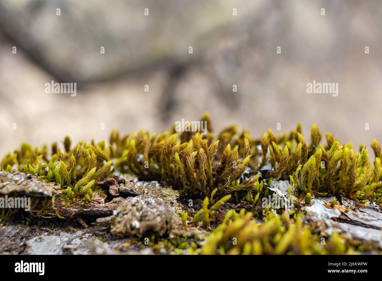 Tree branch overgrown with moss. Close up moss texture Stock Photo - Alamy