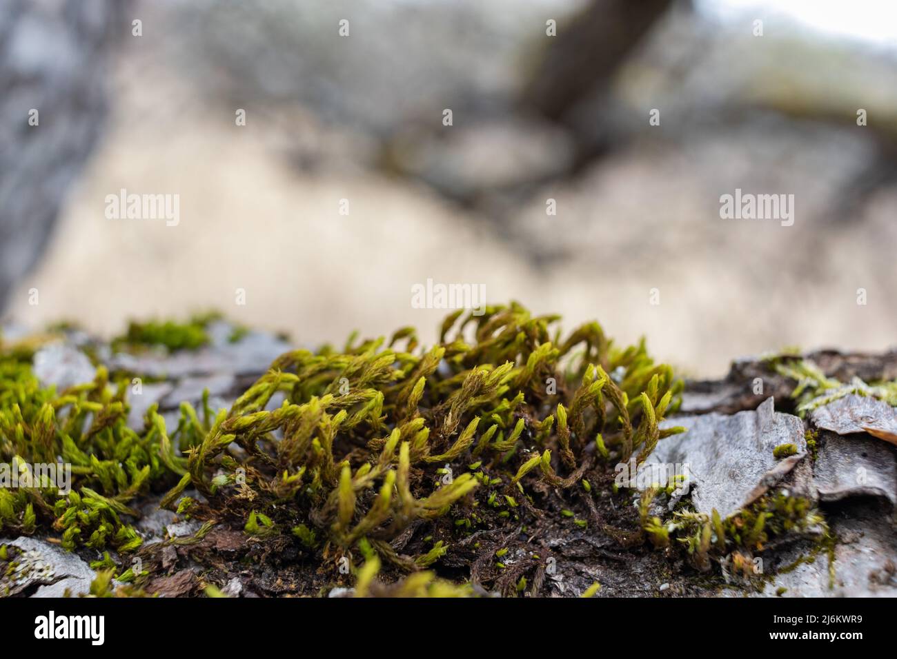 Tree branch overgrown with moss. Close up moss texture Stock Photo - Alamy