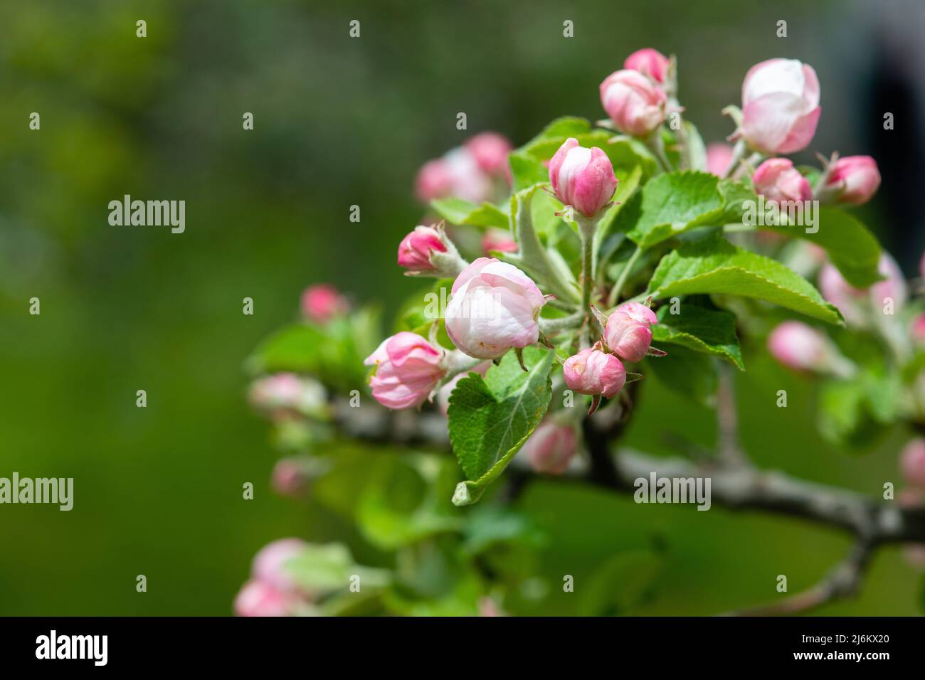 Close-up of blossoming buds of an apple tree branch Stock Photo - Alamy